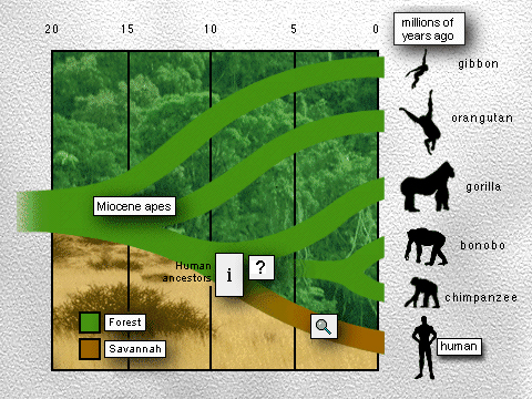Hominids: an Overview
