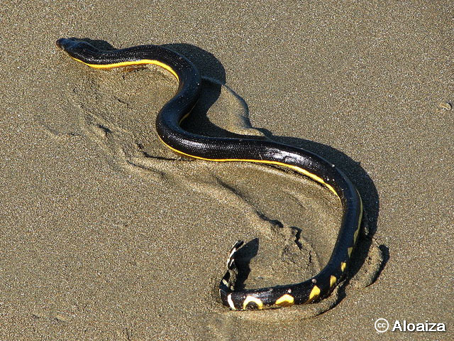 Reptile of Hong Kong