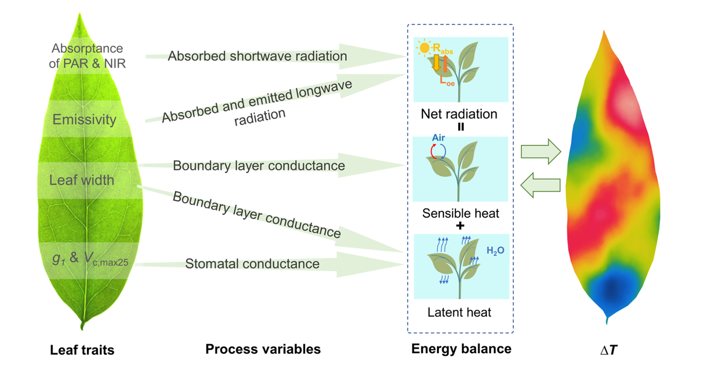 Leaf internal properties mediate large part of leaf thermoregulation ...